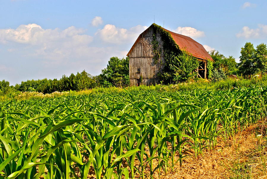 World Corn Trade – Global Farmer Network