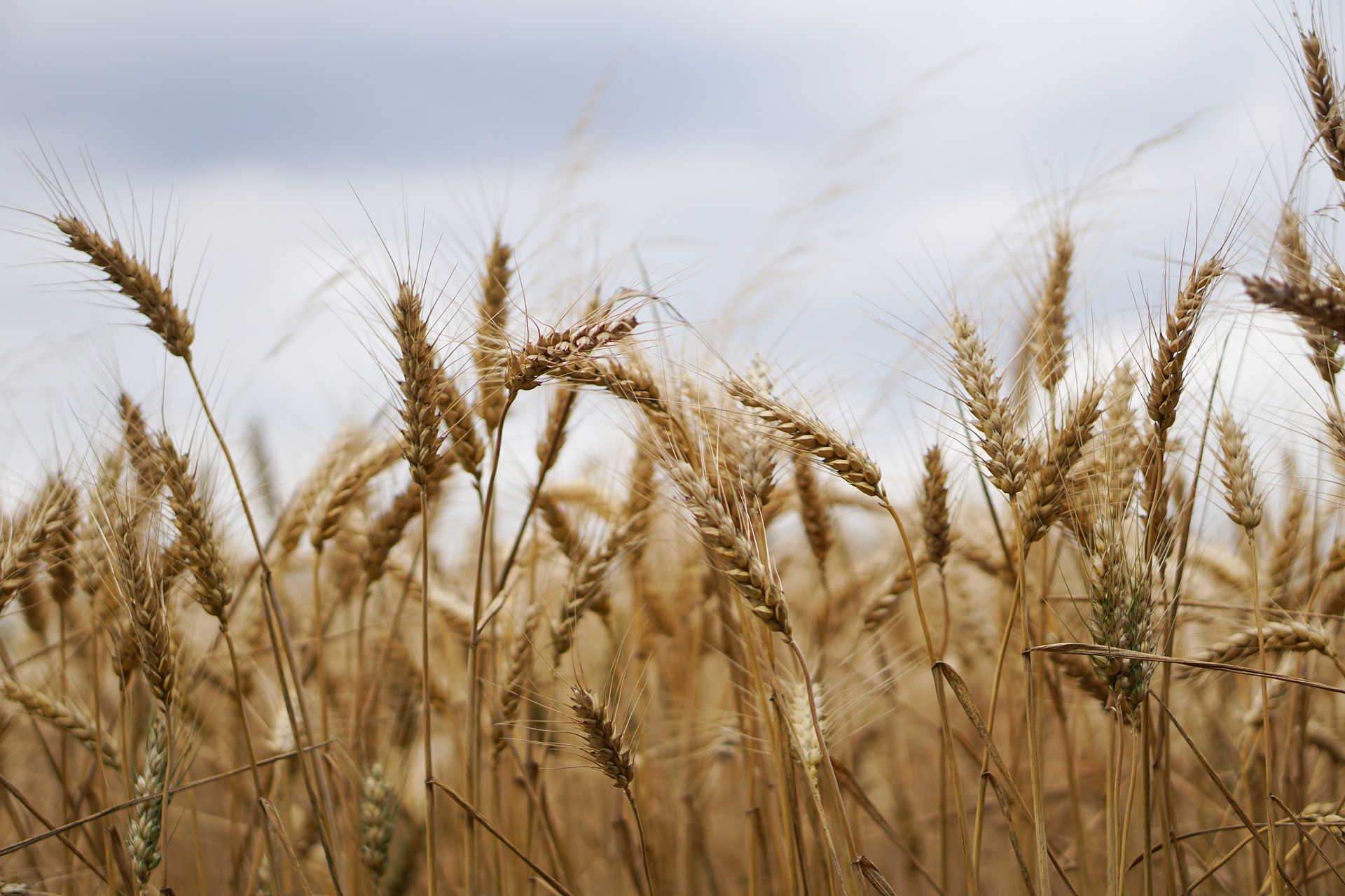 A Solution to the Wheat Shortage:Â Genetically Modified Crops – Global ...