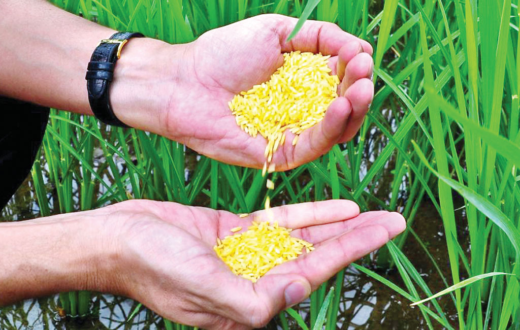 Still Waiting for Approval to Plant Golden Rice – Global Farmer Network