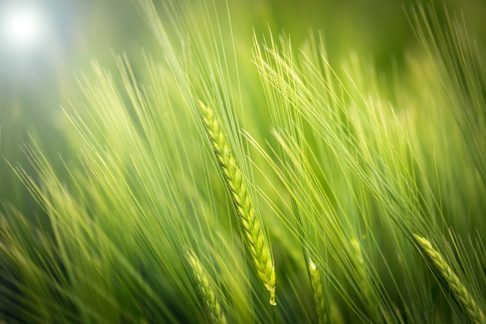Time to rethink genetically modified wheat? – Global Farmer Network