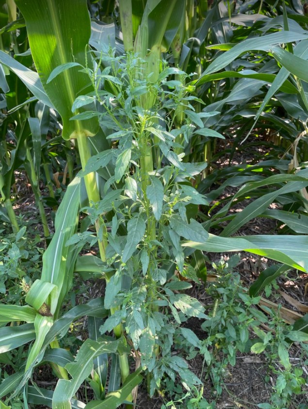 Tall Waterhemp Takes No Prisoners! – Global Farmer Network