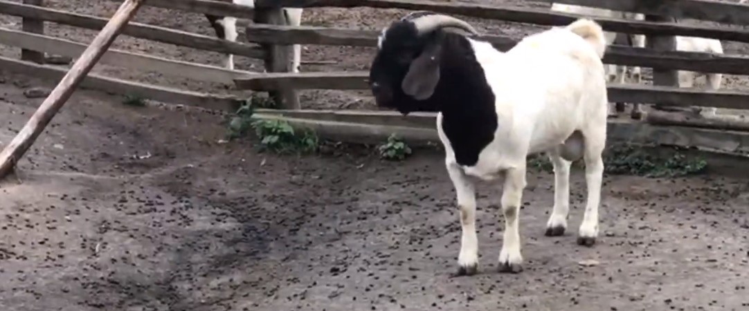 Uganda-Goats – Global Farmer Network