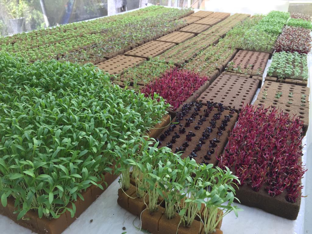 Building a Sustainable Farm that Feeds and Educates in Puerto Rico ...