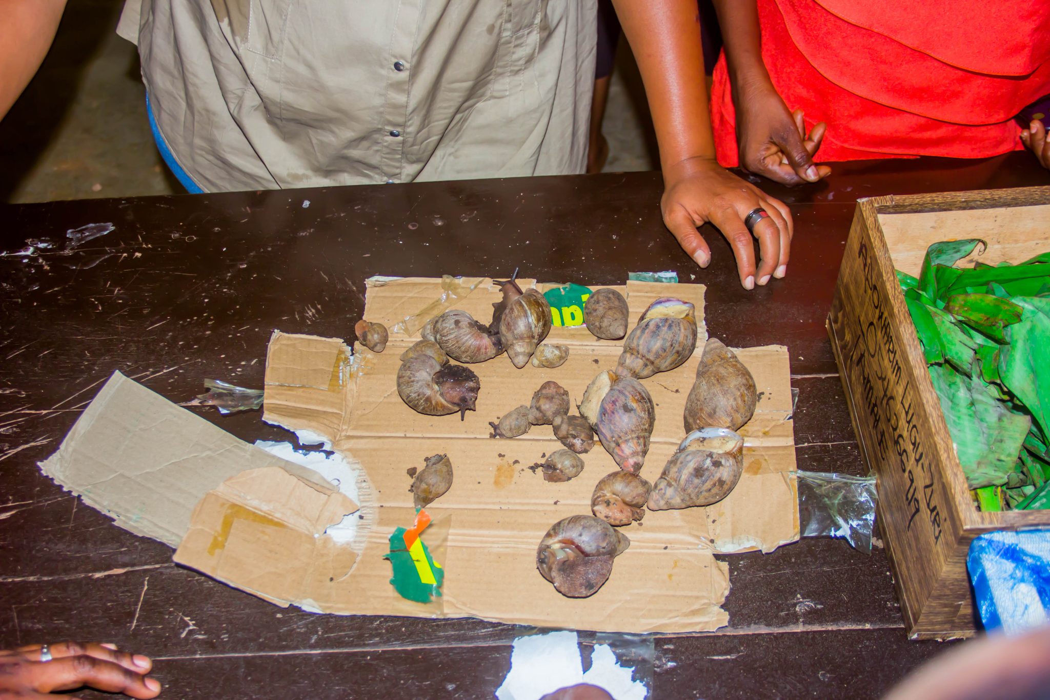 Raising Snails and Rural Incomes in Ghana – Global Farmer Network